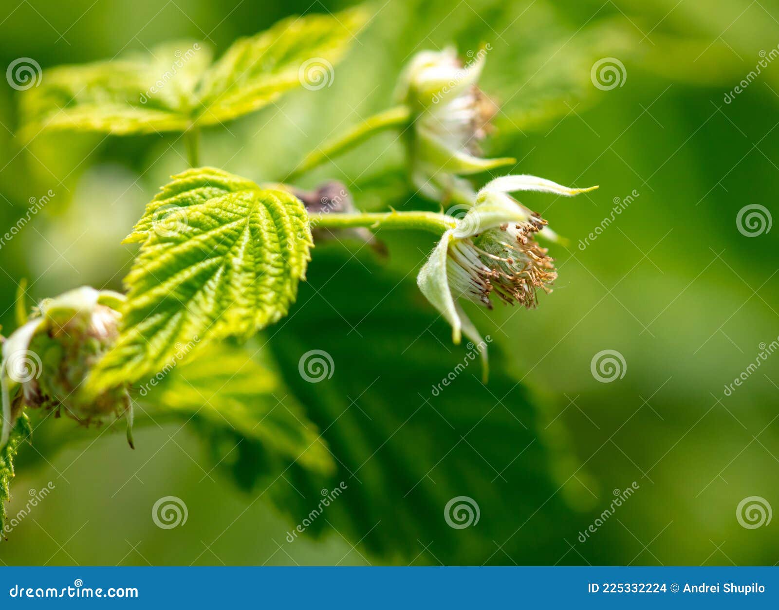 Close-up of Flower Buds on Raspberries. Stock Photo - Image of branch ...
