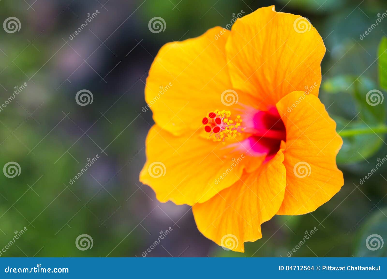 Close up of flower carpel. stock photo. Image of carpel - 84712564