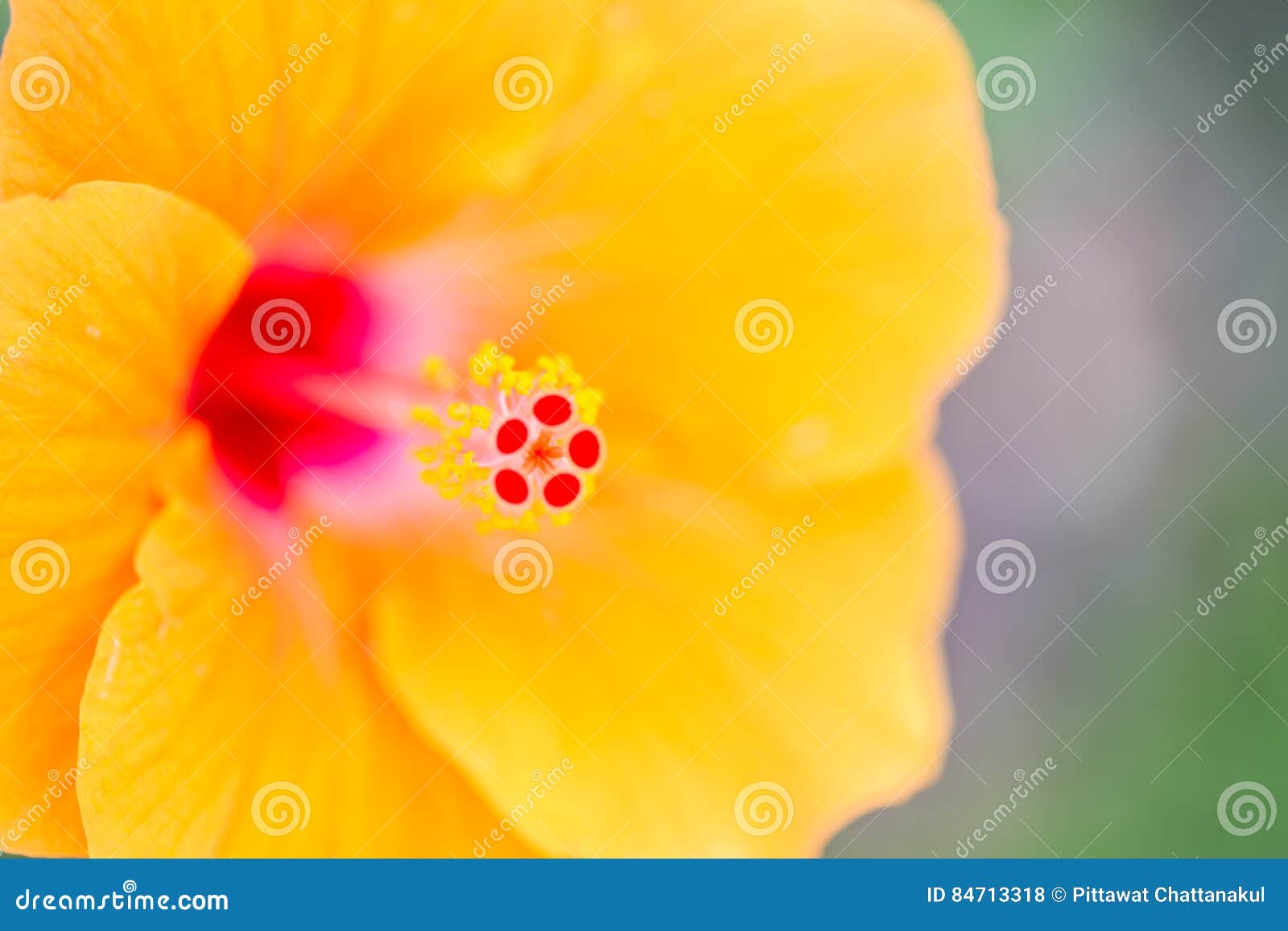 Close up of flower carpel. stock photo. Image of closeup - 84713318