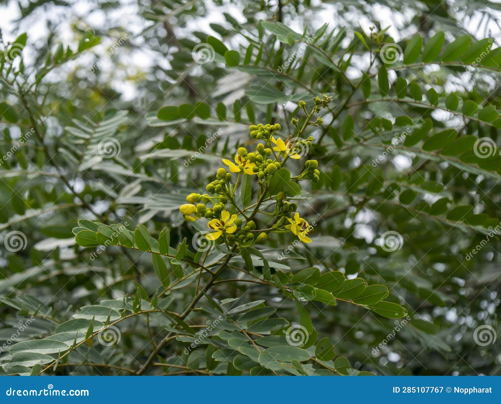 Close Up Flower of Cassod Tree or Senna Siamea Stock Image - Image of ...