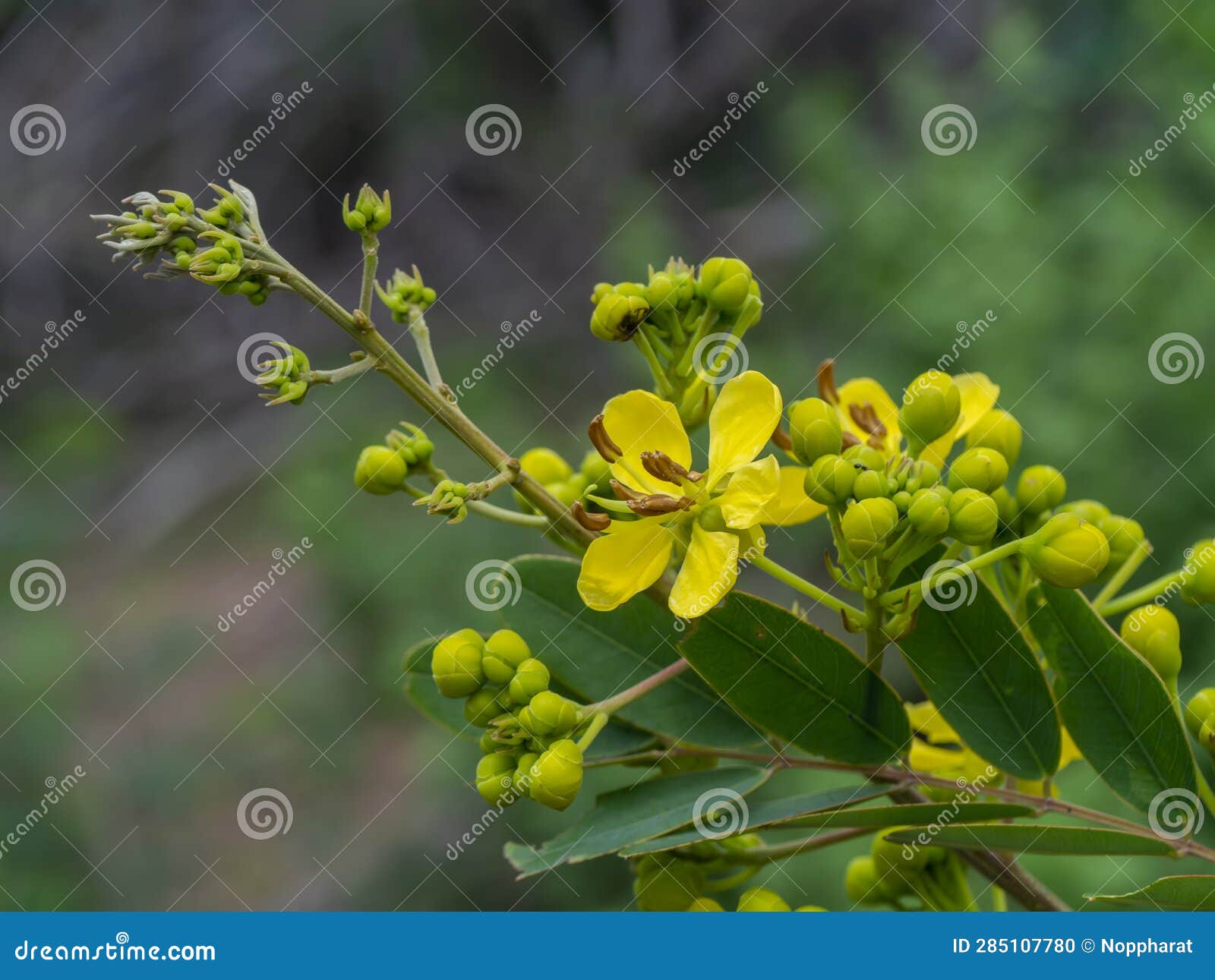 Close Up Flower of Cassod Tree or Senna Siamea Stock Photo - Image of ...