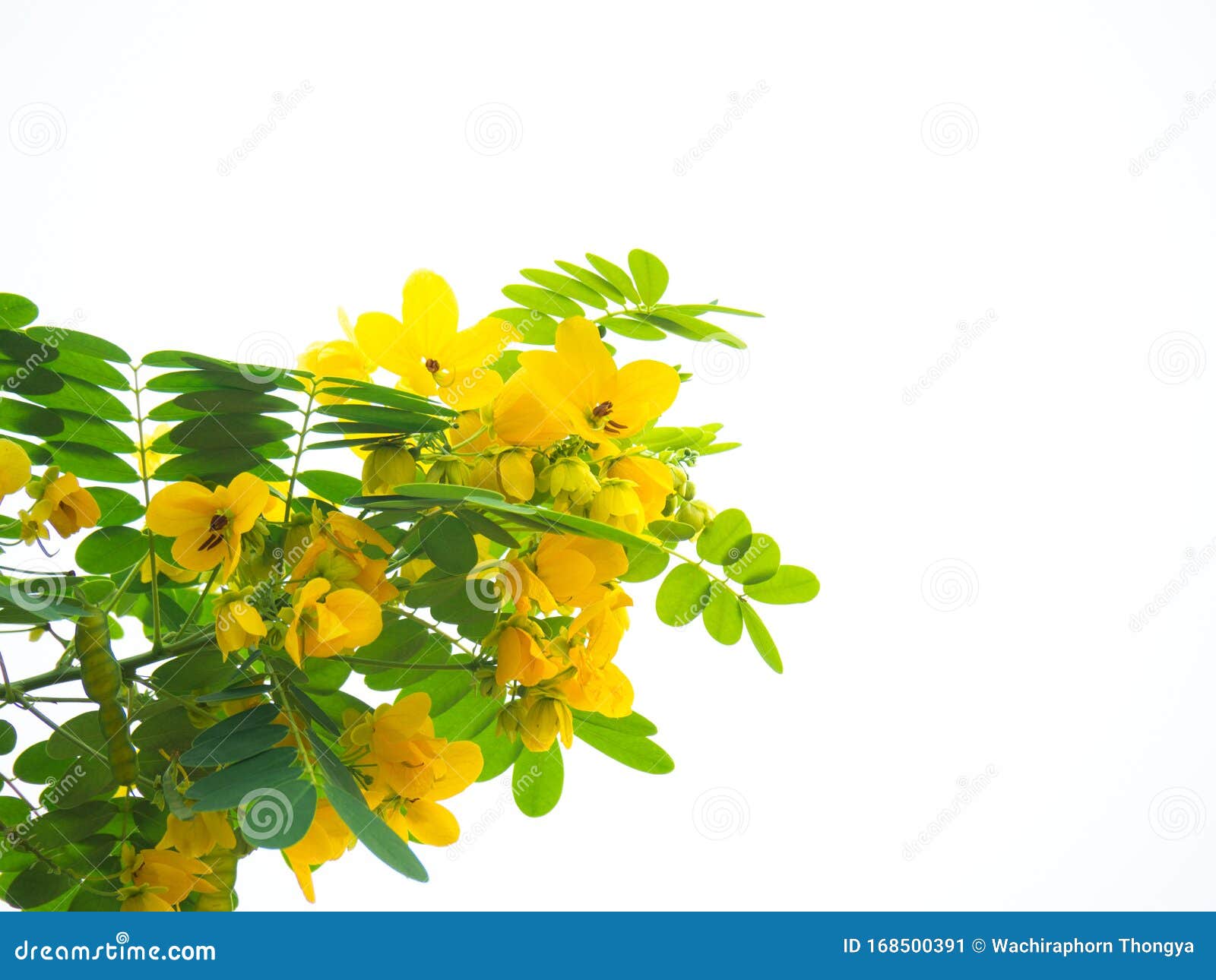 Close Up Flower of Cassod Tree or Senna Siamea on White Background ...