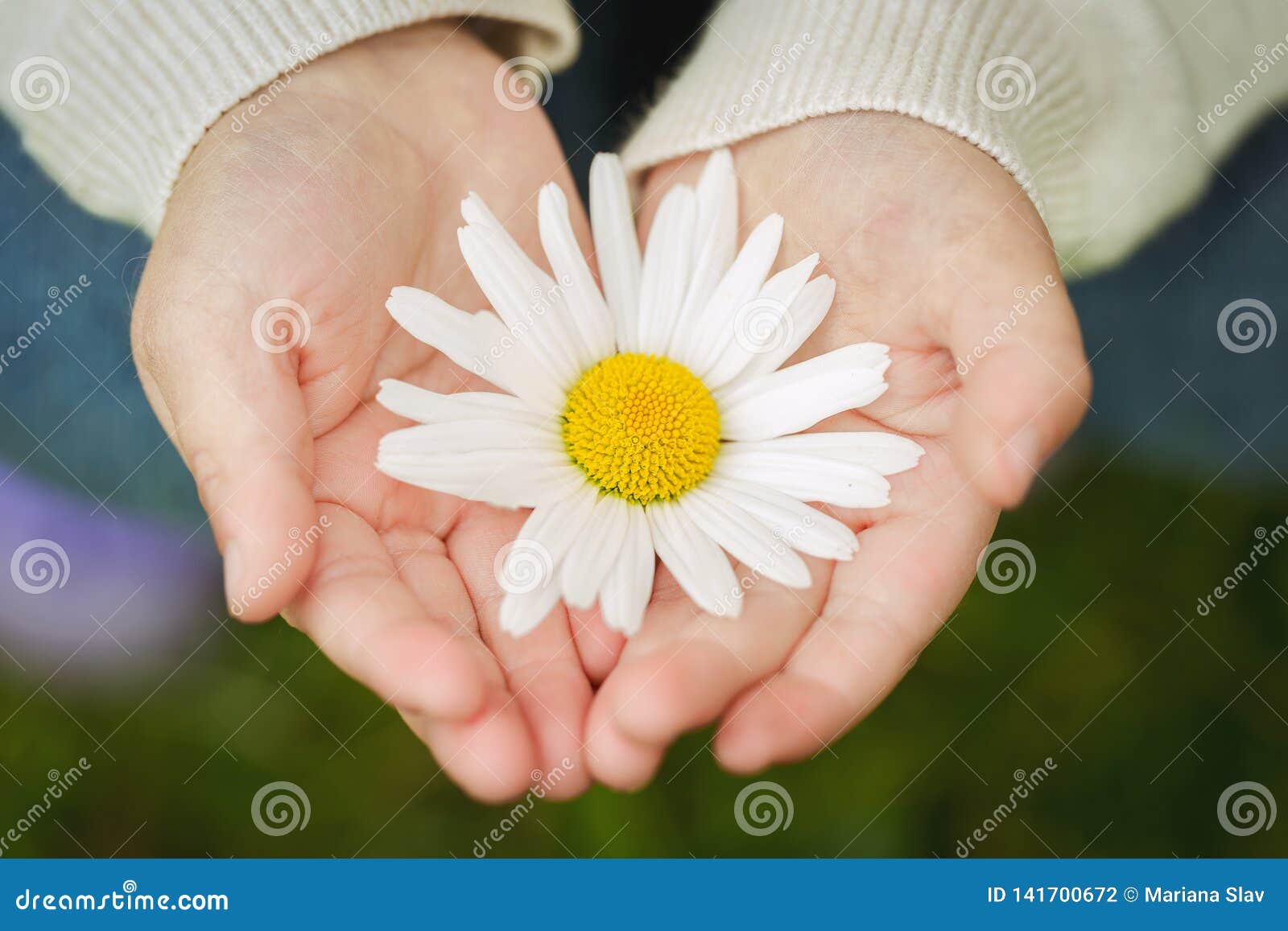 Close-up of a Flower in Childs Hands Stock Photo - Image of agreement ...