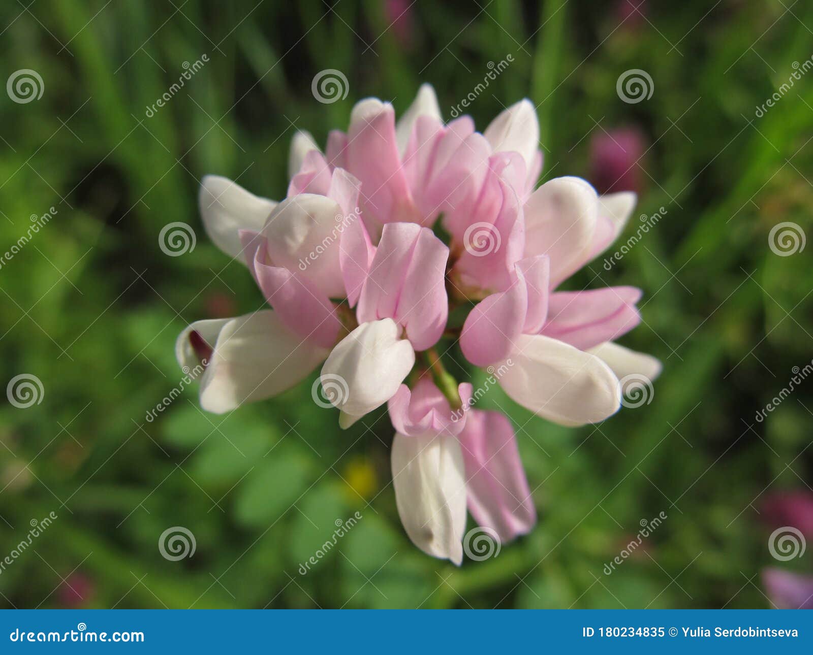 Close Up Flower Clover Meadow on a Blurred Dark Background Stock Image ...