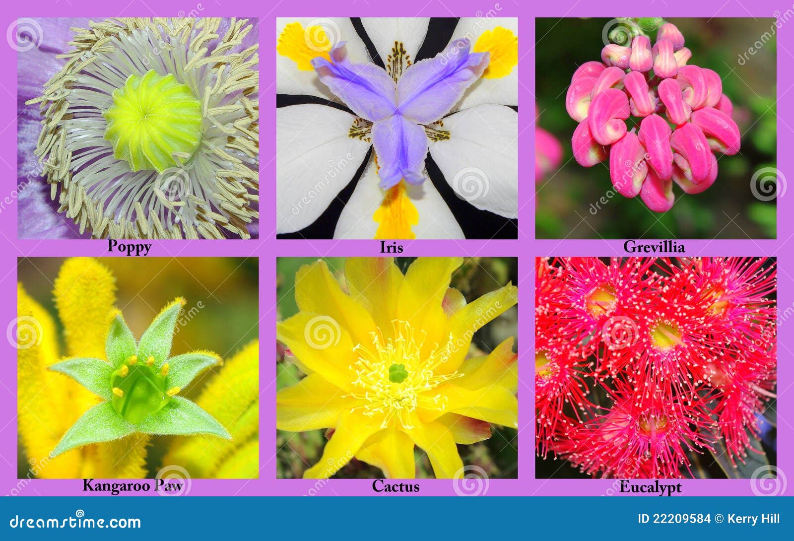 Flower Collage Royalty-Free Stock Photo | CartoonDealer.com #159822699