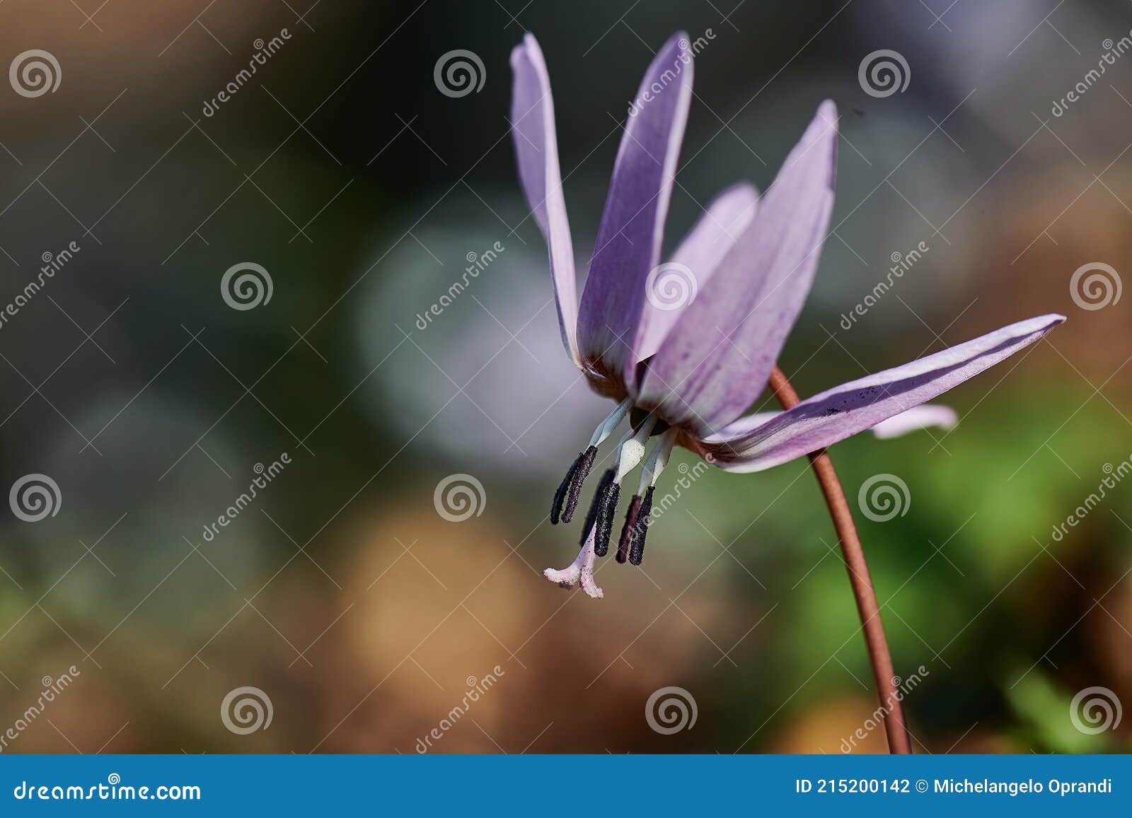 Close- Up of Flower .Erythronium Dens-canis Stock Photo - Image of ...