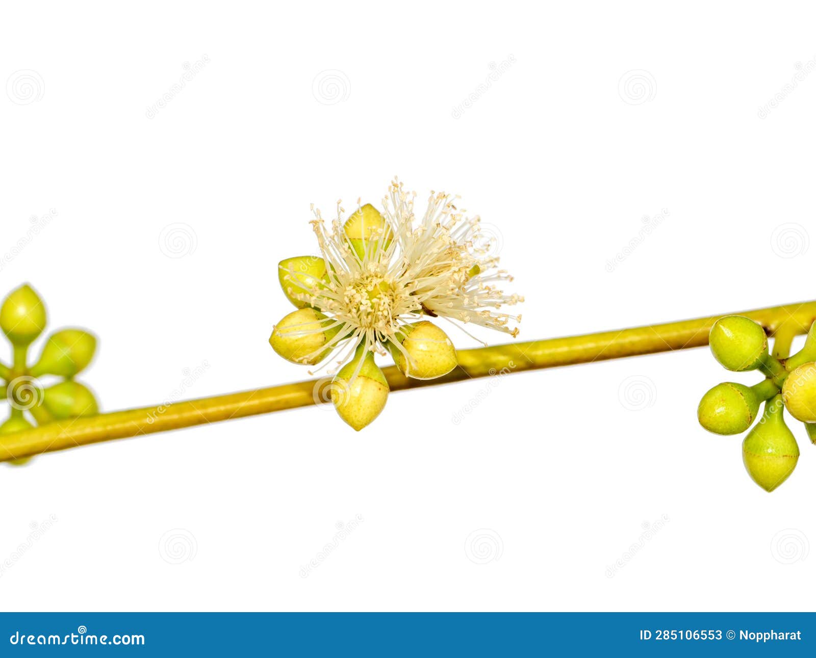 Close Up Flower of Eucalyptus Tree Stock Image - Image of botanical ...