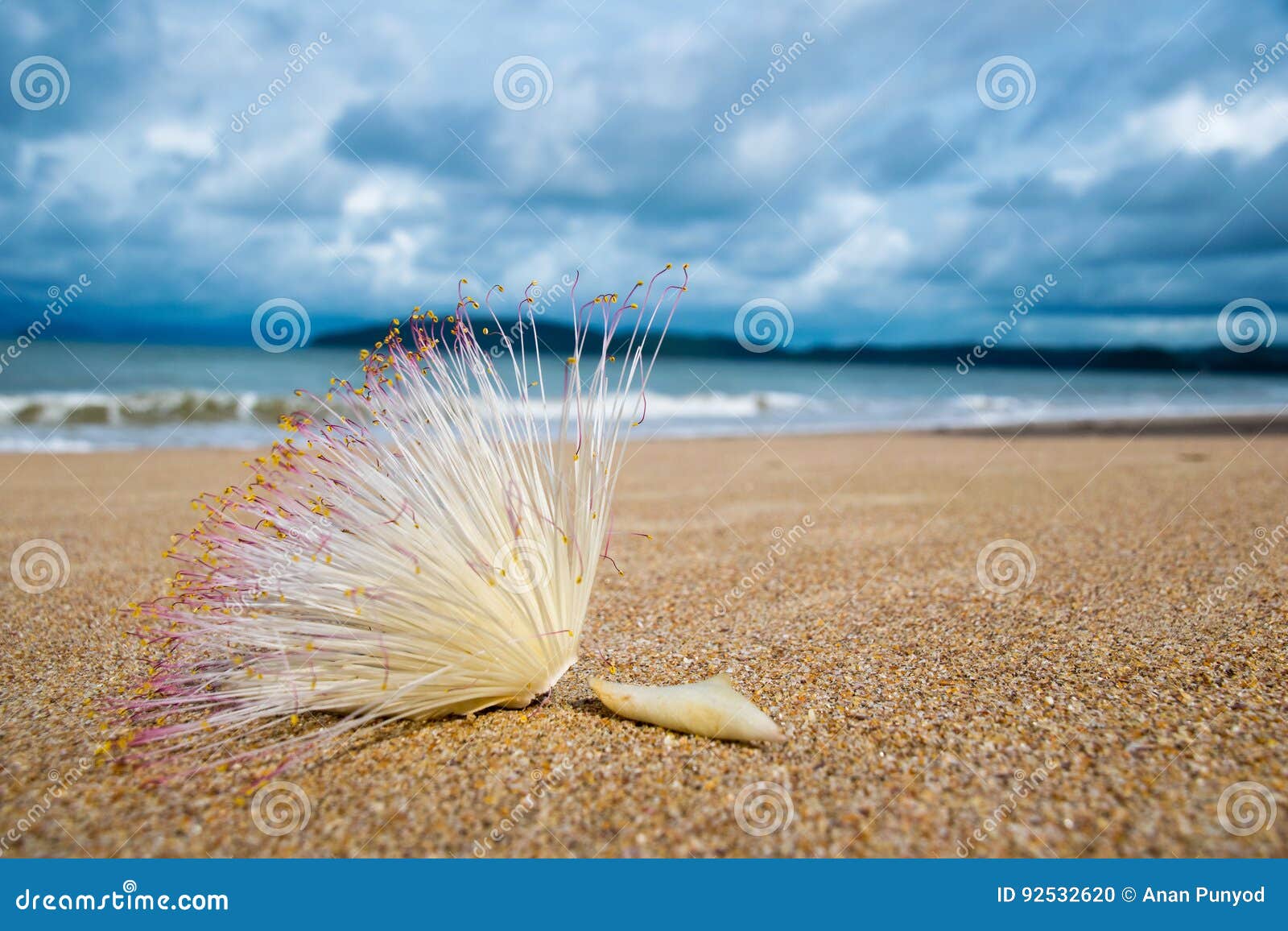 Close Up Flower of Fish Poison Tree on Sand Beach Stock Photo - Image ...