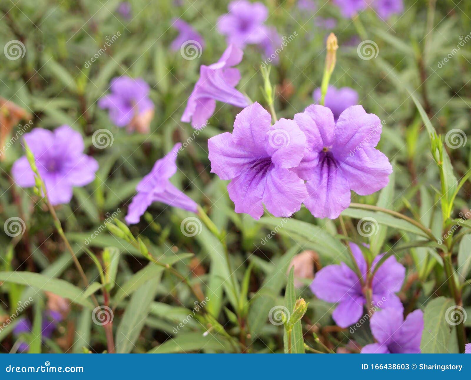Close Up Flower in the Garden Stock Image - Image of color, green ...