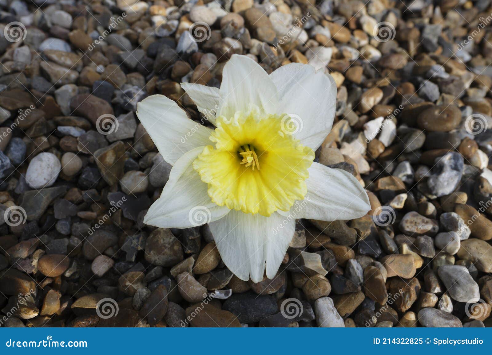 Close-up of a Flower Head of Daffodil Stock Image - Image of bloom ...
