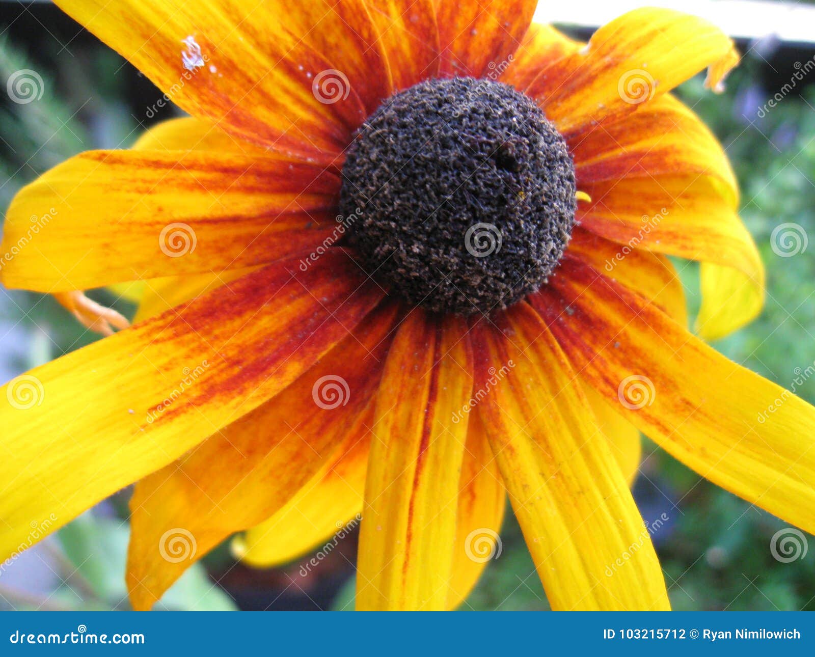 Fire flower stock photo. Image of yellow, plant, garden - 103215712