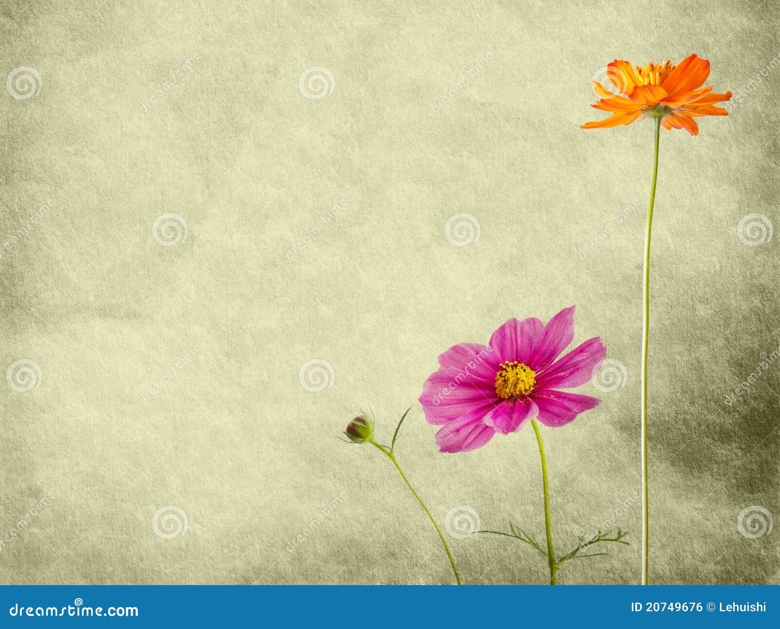 Close Up Flower on Paper Texture Stock Photo - Image of decorative ...