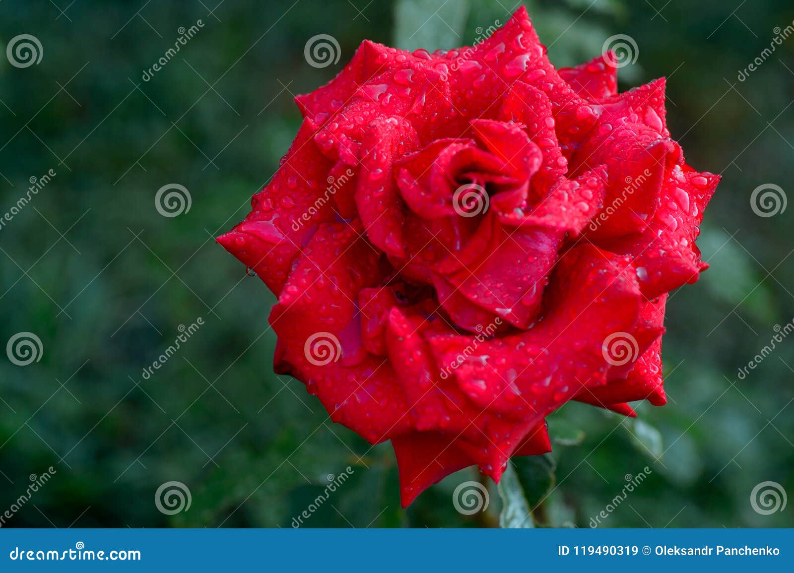 A Close Up of the Flower Red Rose with Raindrops on Petals. Stock Image ...