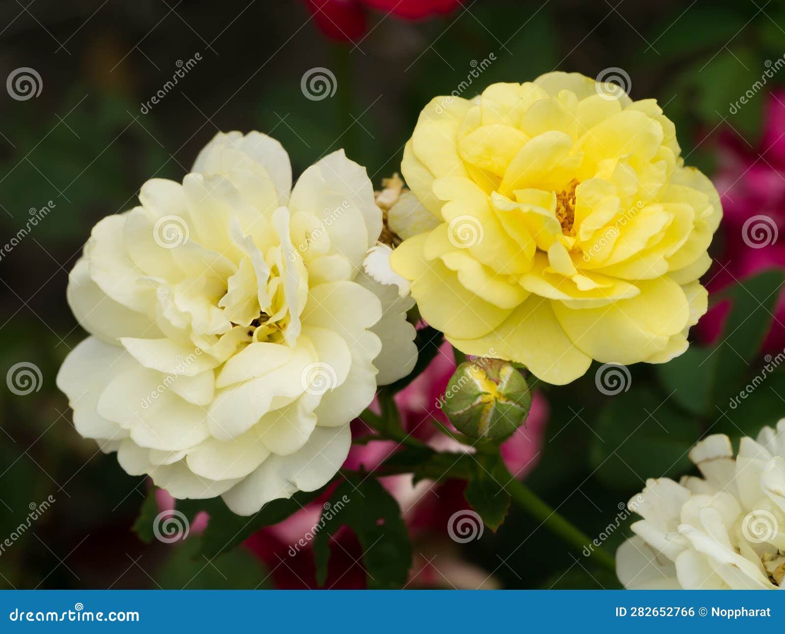 Close Up Soft Yellow Rose Flower Stock Photo - Image of color ...
