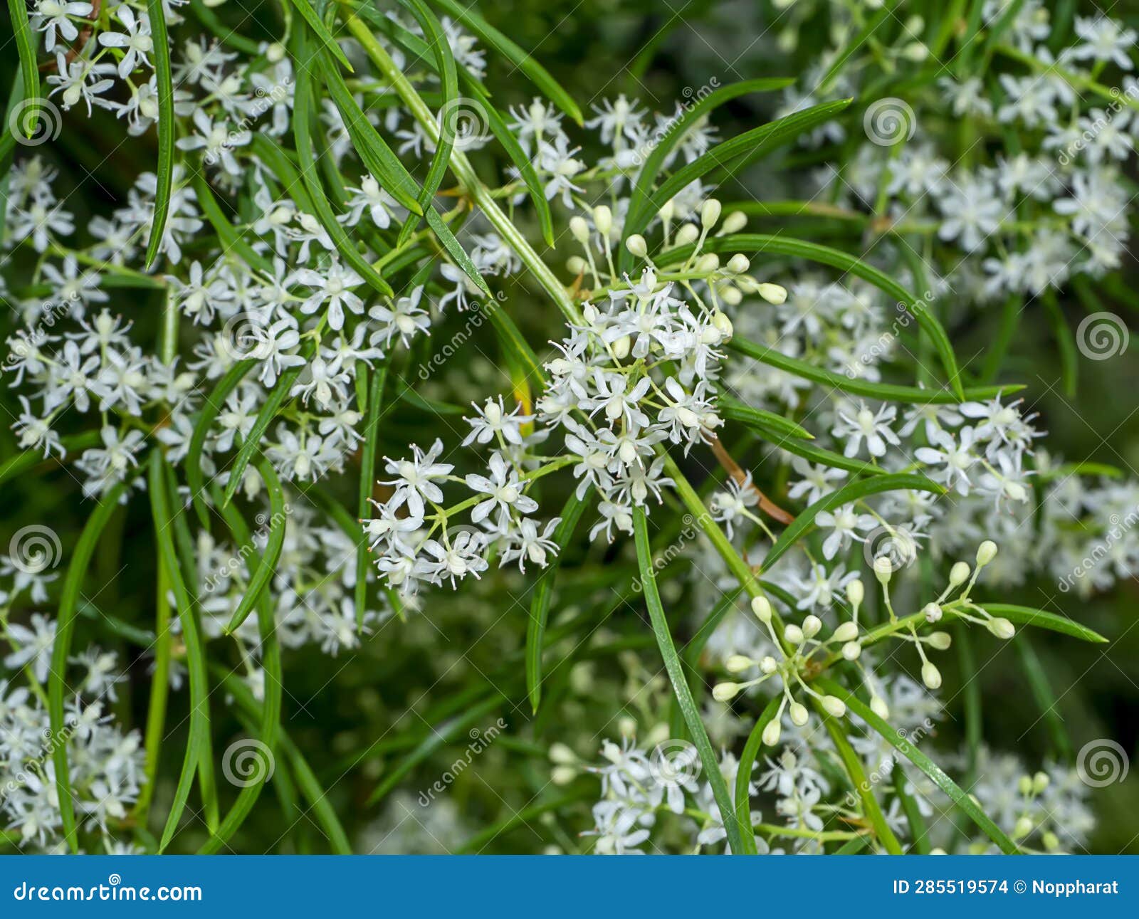 Close Up Flower of Shatavari Plant Stock Photo - Image of asparagus ...