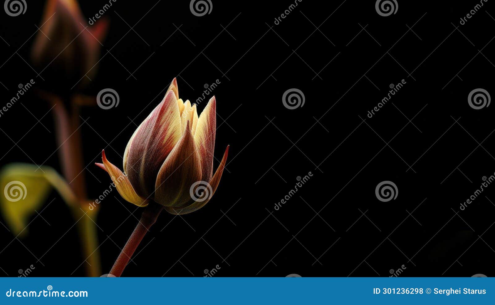 A Close Up of a Flower with the Stem and Leaves, AI Stock Illustration ...