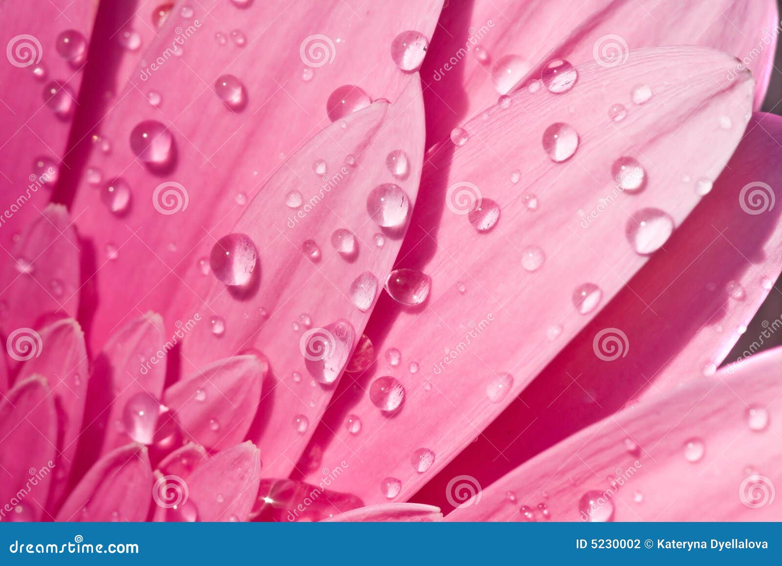 Close-up of a Flower with Water Drops #2 Stock Photo - Image of ...