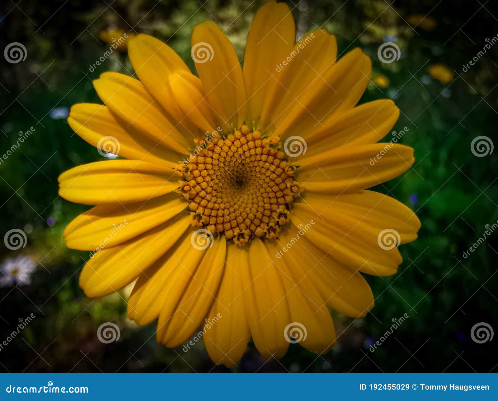 Close Up on Yellow Daysi Flower Stock Image - Image of herb, daisy ...