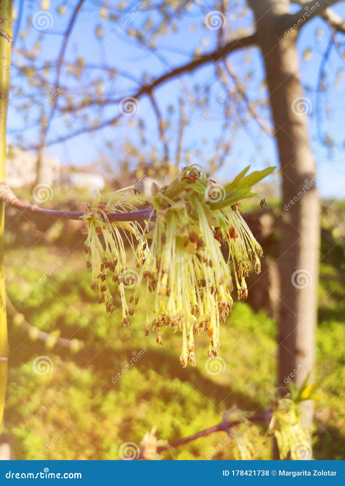 Close Up of the Flowering Acer Negundo, Box Elder, Boxelder Maple, Ash ...