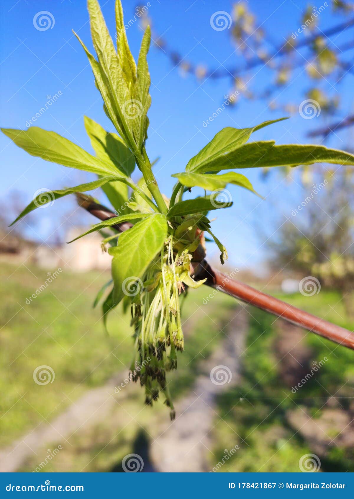 Close Up of the Flowering Acer Negundo, Box Elder, Boxelder Maple, Ash ...