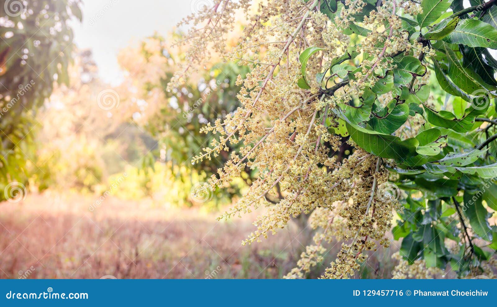 Close Up of a Flowering Agriculture Mango Grove. Stock Photo - Image of ...