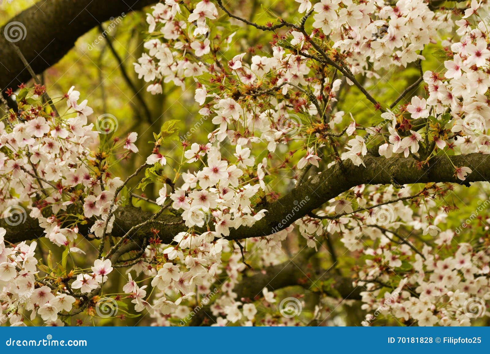 Close Up of Flowering Cherry Tree Stock Photo - Image of flowering ...