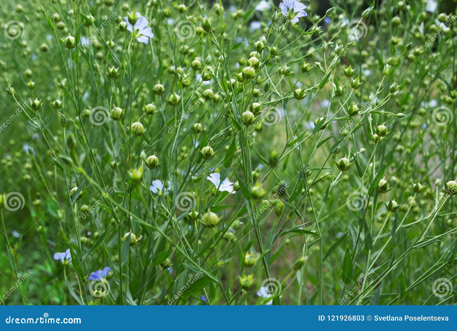 Close Up of Flowering Flax Plants Stock Image - Image of crop, flower ...