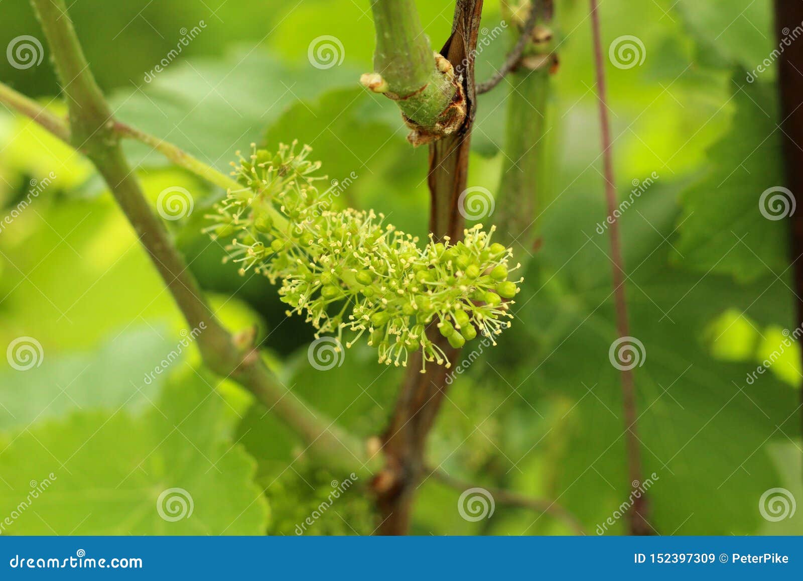 Close-up of Flowering Grape Vine, Grapes Bloom in Summer Day Stock ...