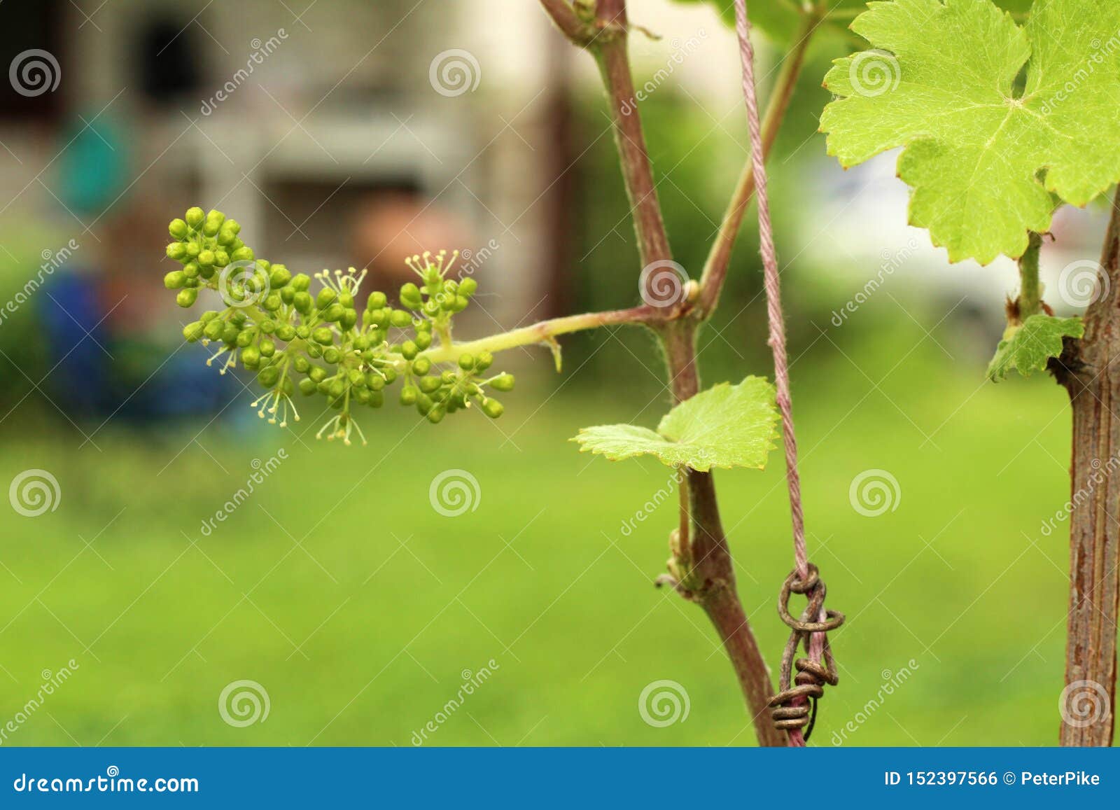 Close-up of Flowering Grape Vine, Grapes Bloom in Summer Day Stock ...