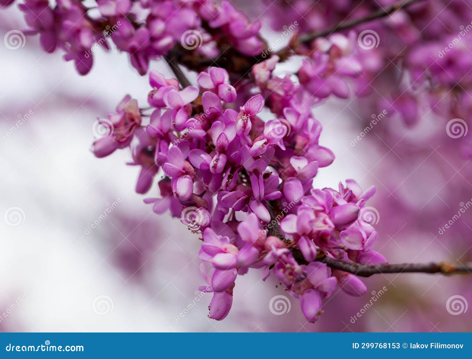 Close Up of Flowering Judas Tree Stock Image - Image of foliage, leaves ...