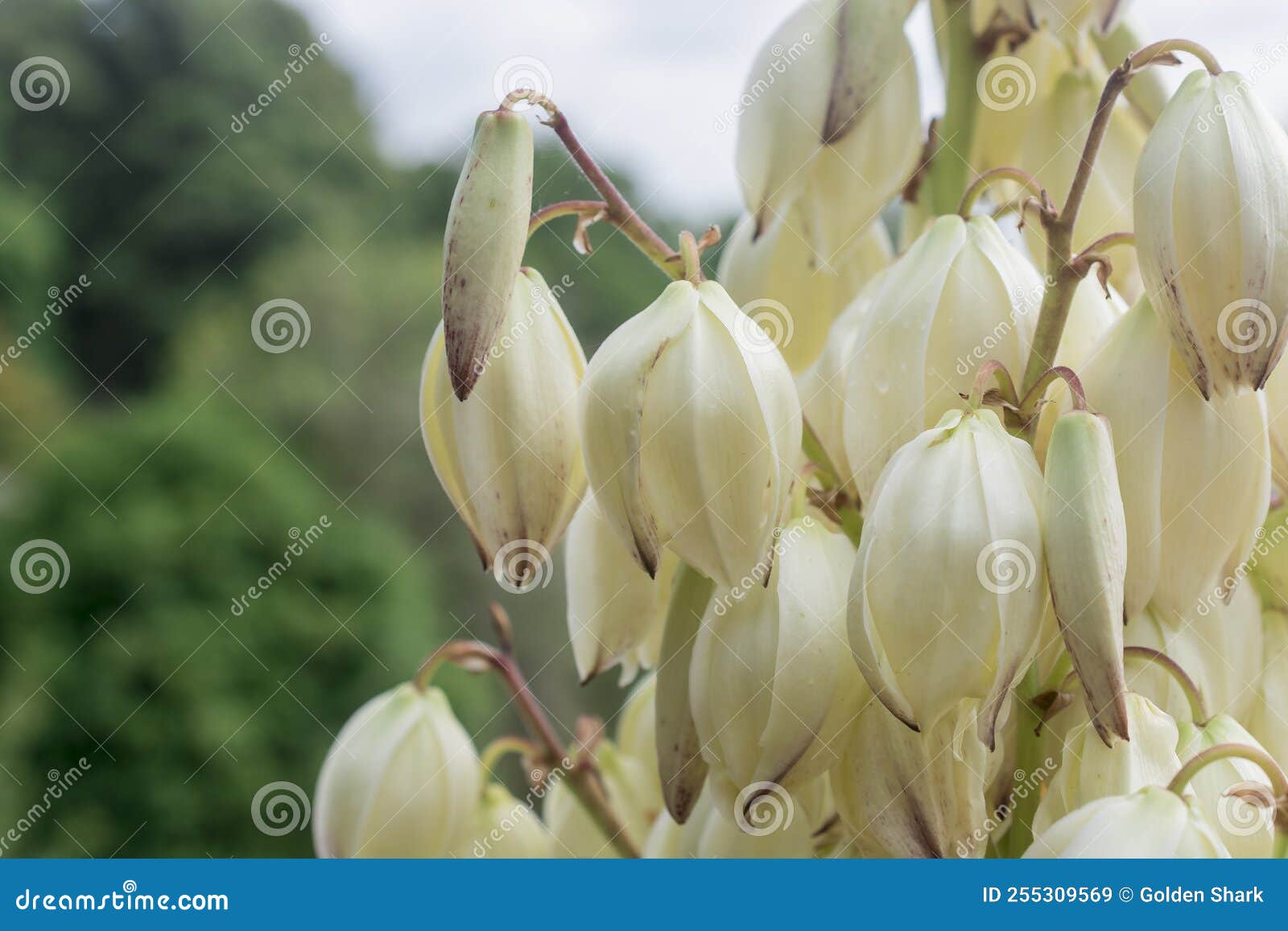 Close-up of a Flowering Palm Plant Stock Image - Image of yellow ...