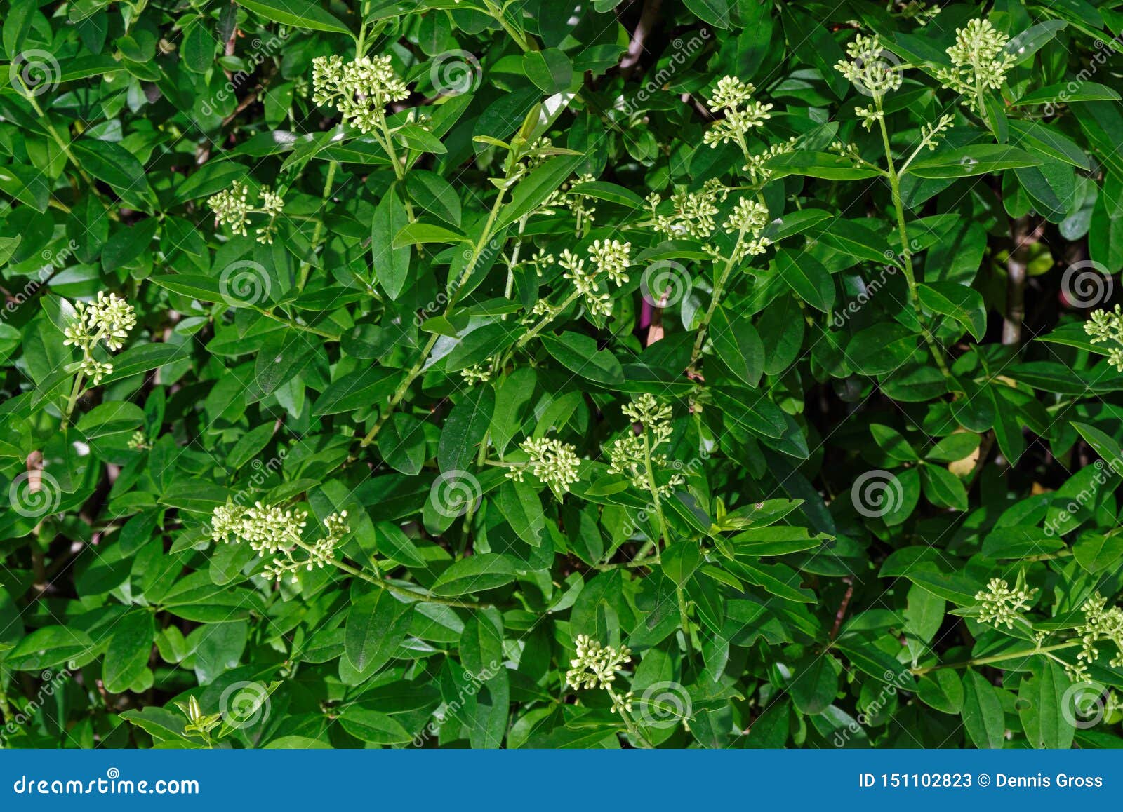 Close Up of Flowering Privet Hedge Branches Stock Image - Image of ...