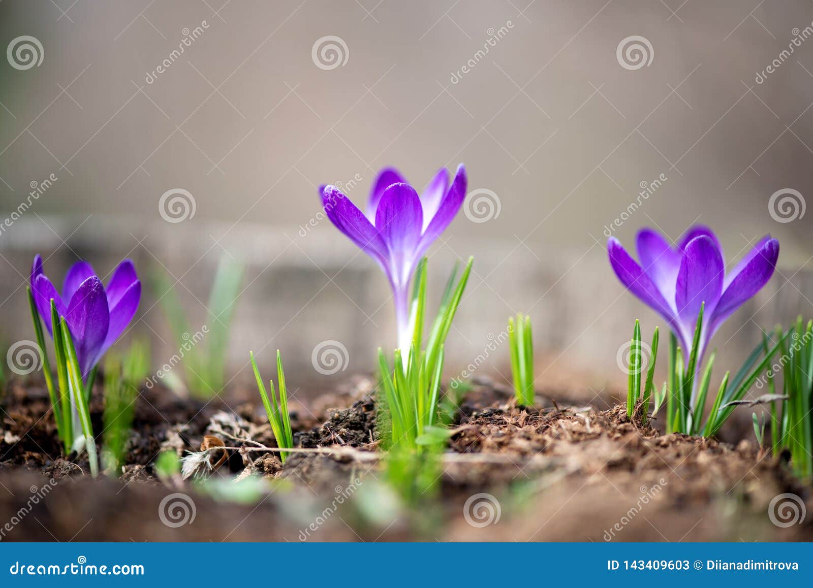 Close Up of Flowering Purple Crocus in Spring Garden Stock Image ...