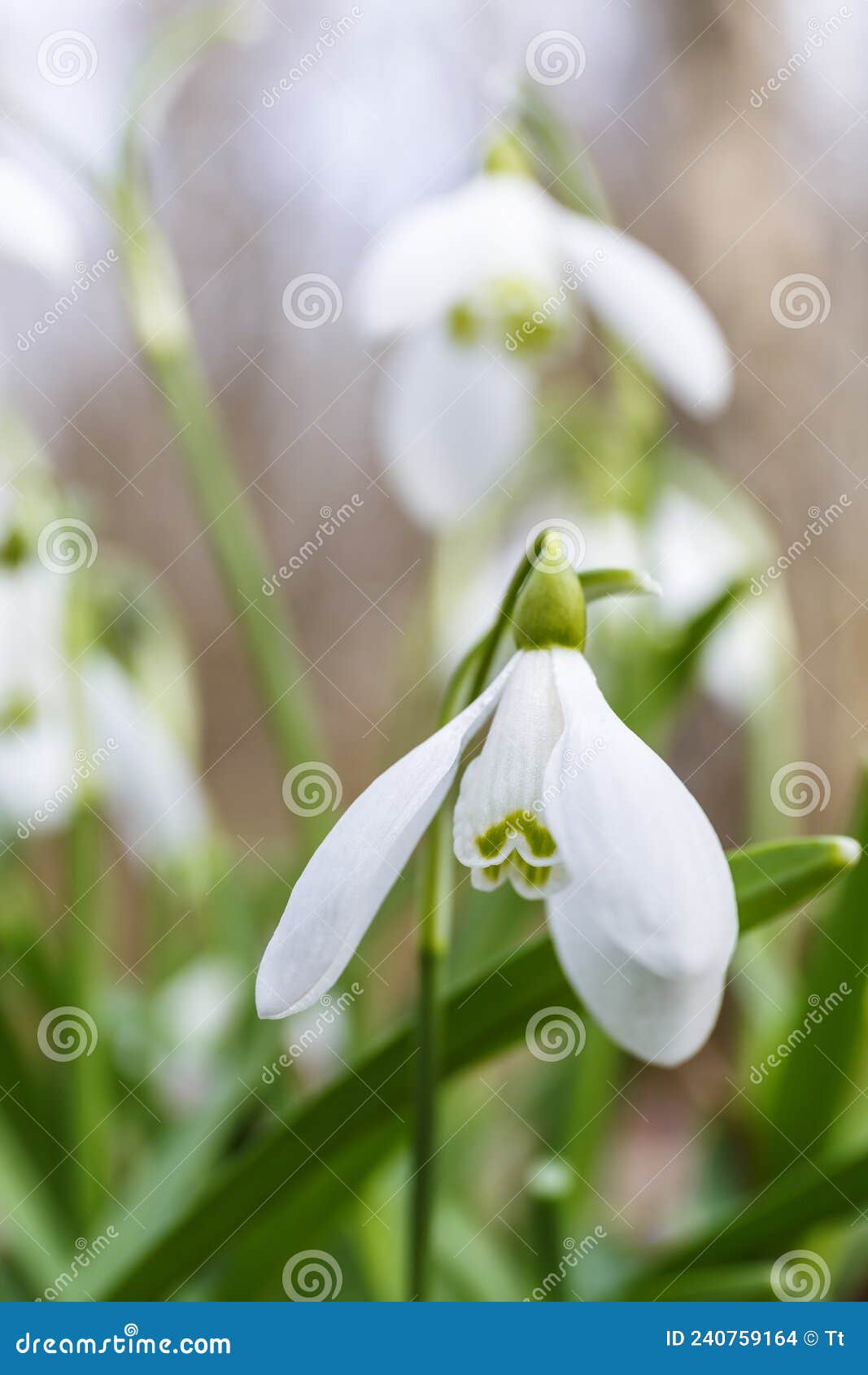 Close Up of Flowering Snowdrops Stock Photo - Image of nature, snowdrop ...