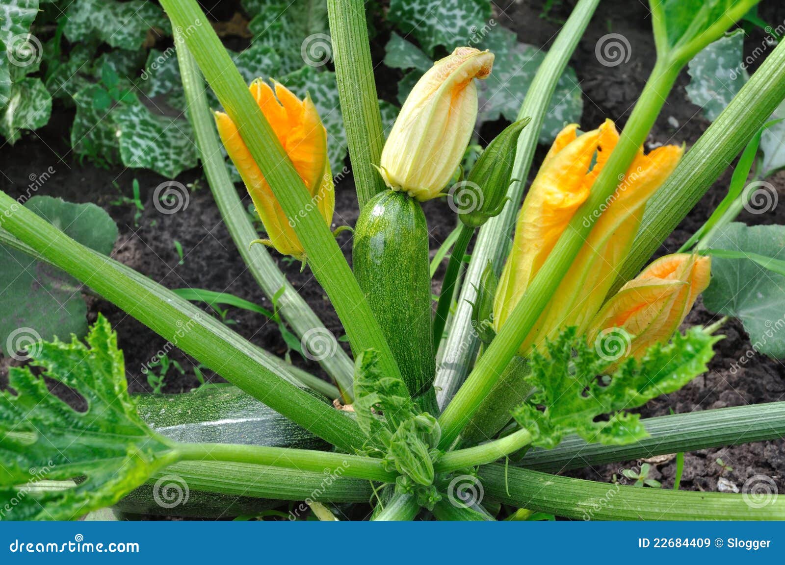 Close-up of Flowering Zucchini Stock Image - Image of gourd, green ...