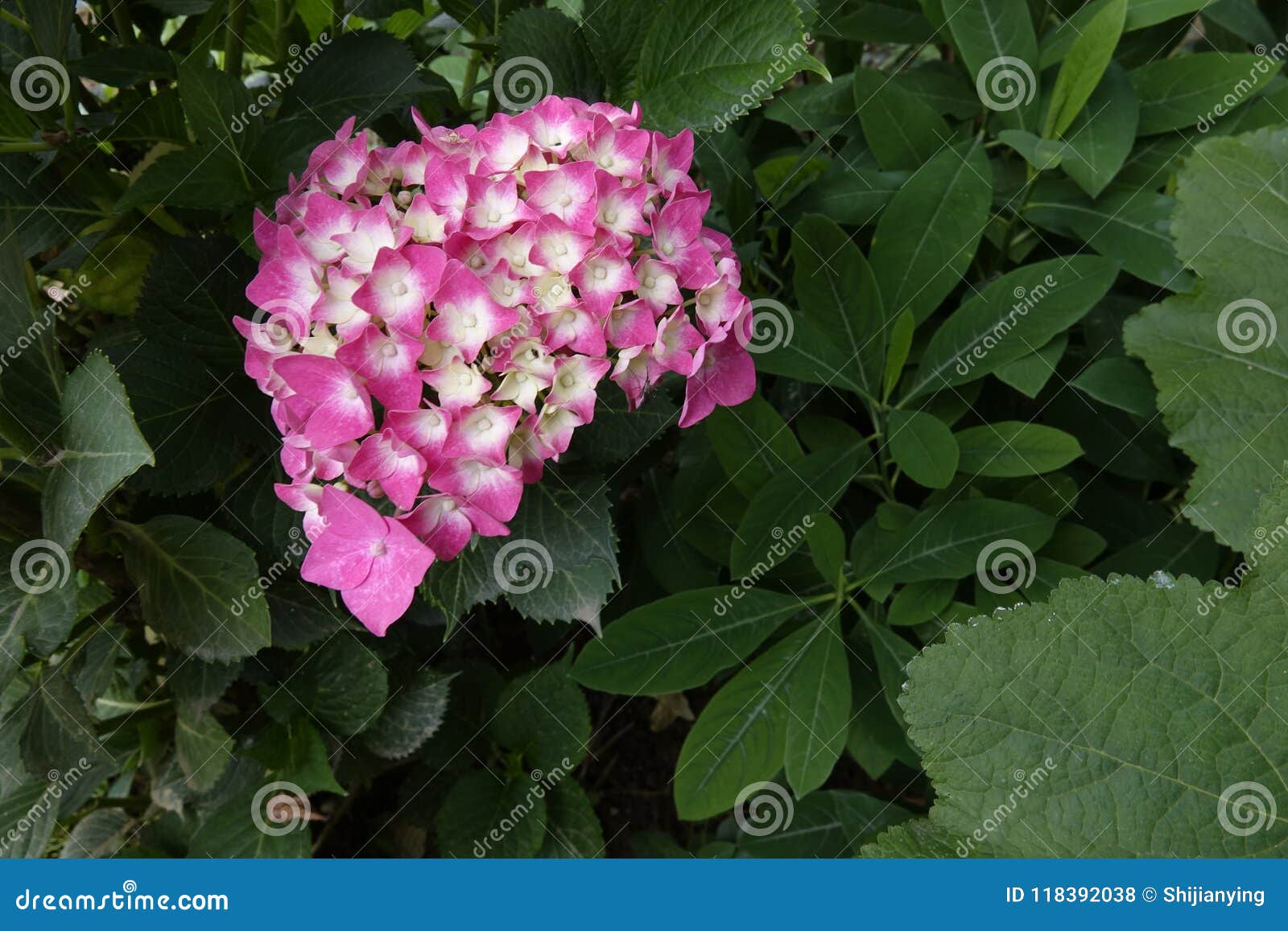 Big leaf hydrangea flowers stock photo. Image of natural - 118392038