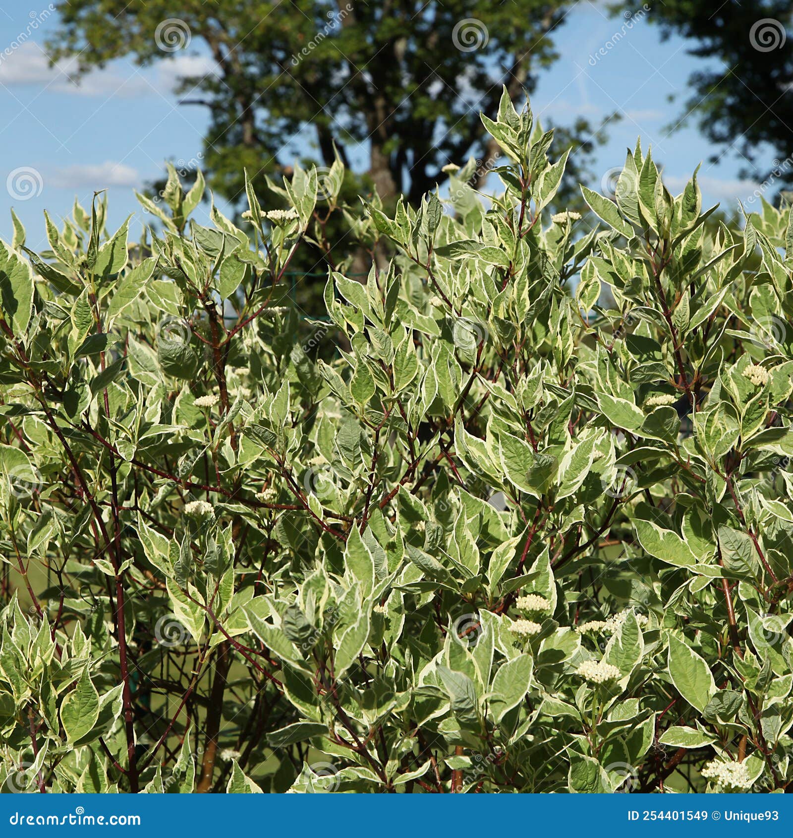 Close-up of the Flowers of Cornus Alba `Sibirica Variegata Stock Image ...