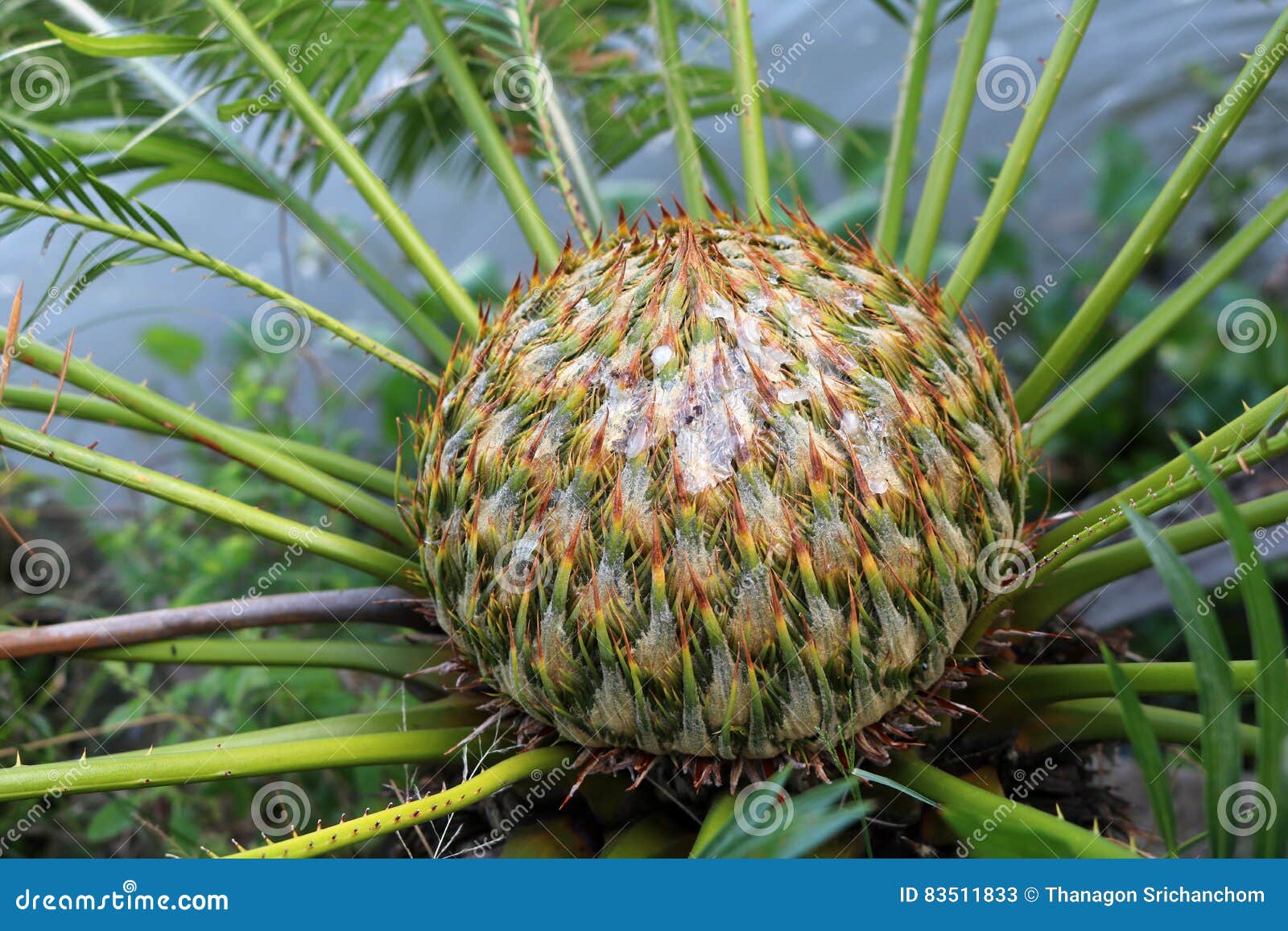 Close-up Flowers of Cycas Tree. Stock Image - Image of plant, sago ...