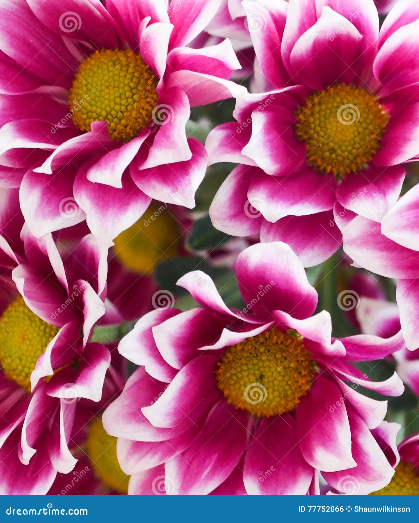 Close up flowers stock photo. Image of freshness, love - 77752066