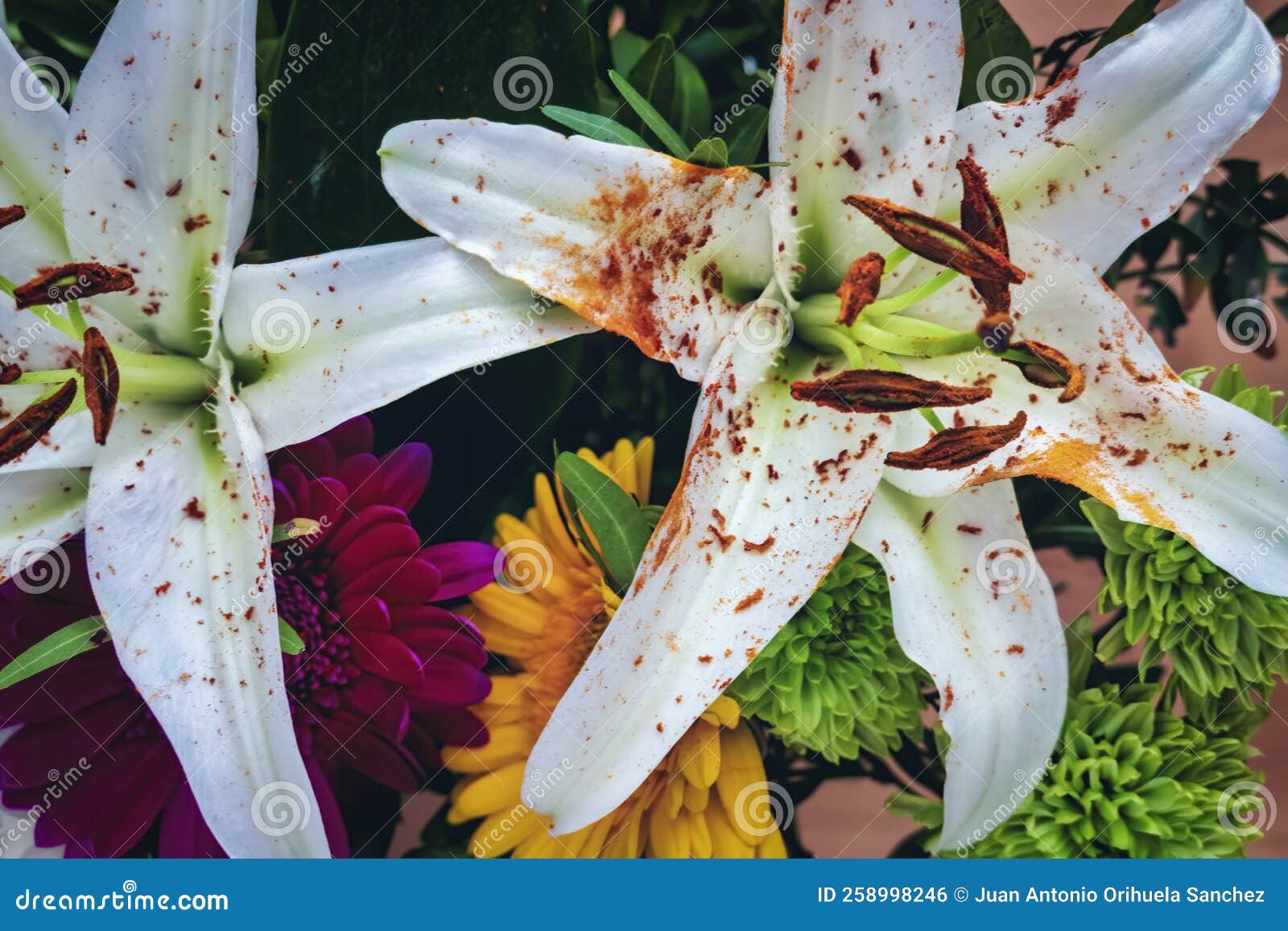 Flowers full of pollen stock photo. Image of closeup - 258998246