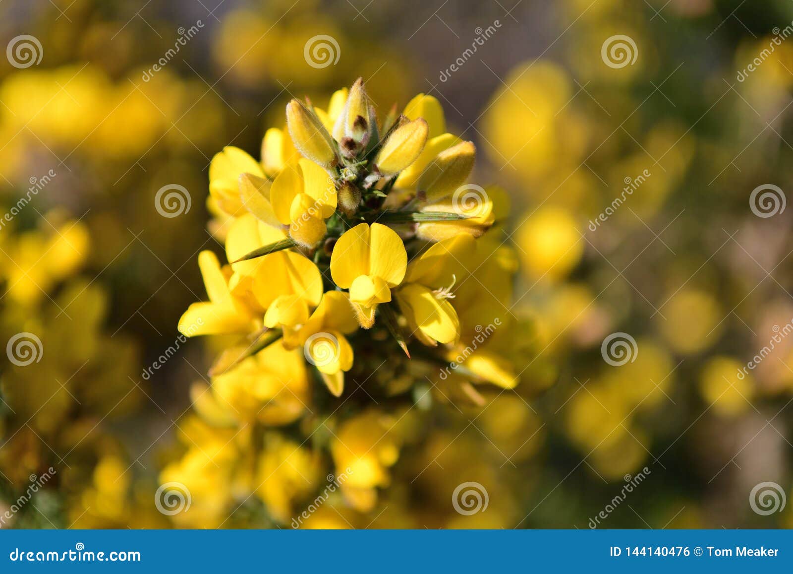 Gorse bush ulex stock photo. Image of common, nature - 144140476