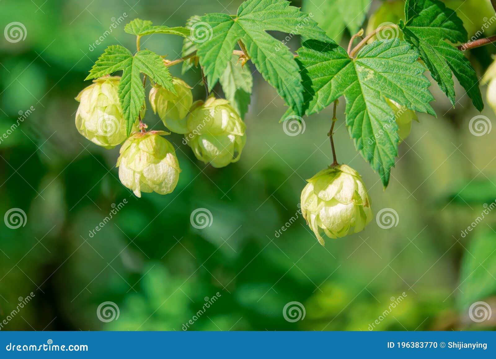 Humulus lupulus stock photo. Image of climber, leaves - 196383770