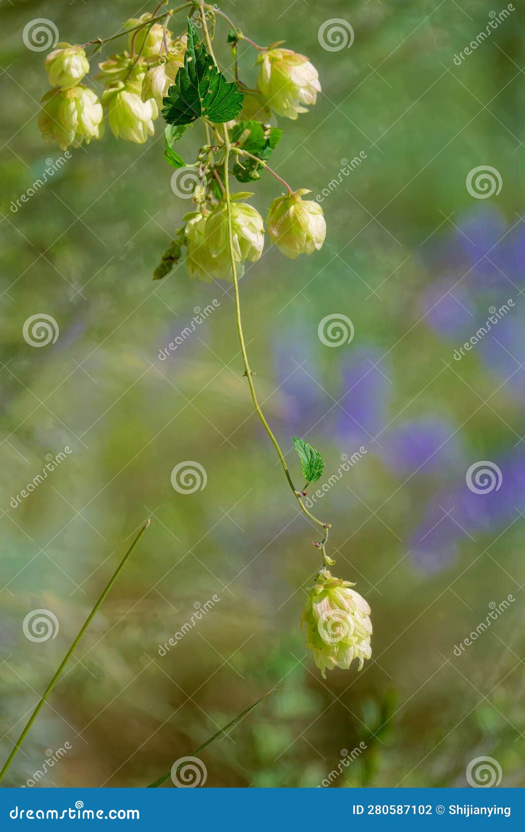 Humulus lupulus stock photo. Image of leaves, branch - 280587102
