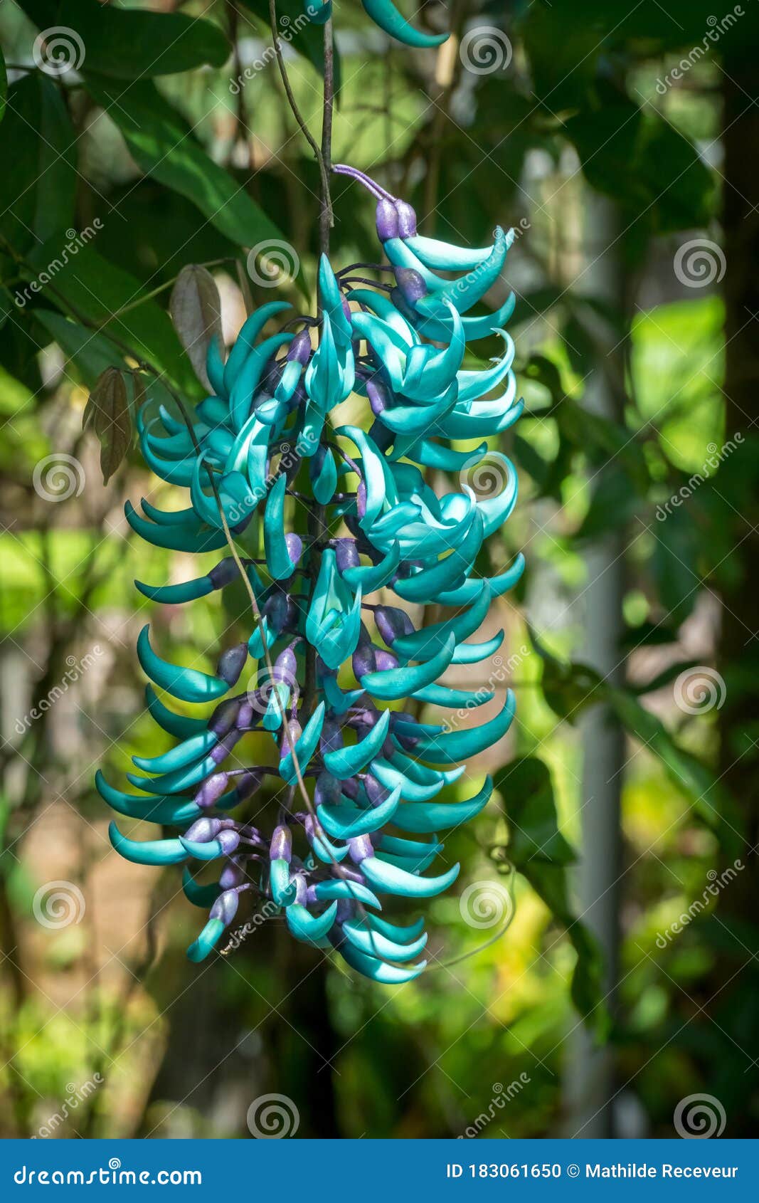 Close Up of Flowers of a Jade Vine Stock Photo - Image of blossom ...