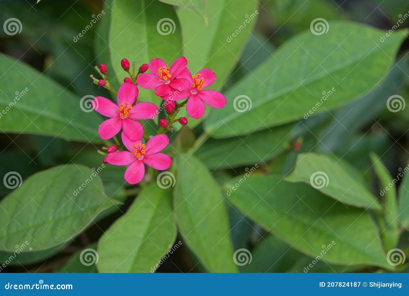 Jatropha integerrima stock image. Image of jatropha - 207824187