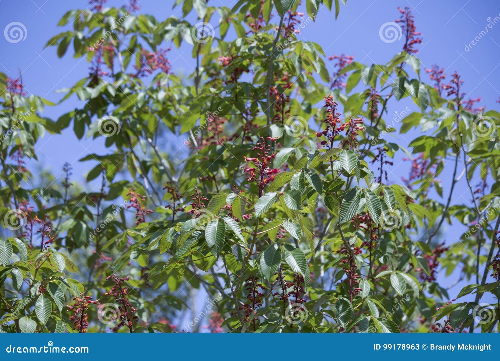 Red Buckeye Tree stock image. Image of bright, decorative - 99178963