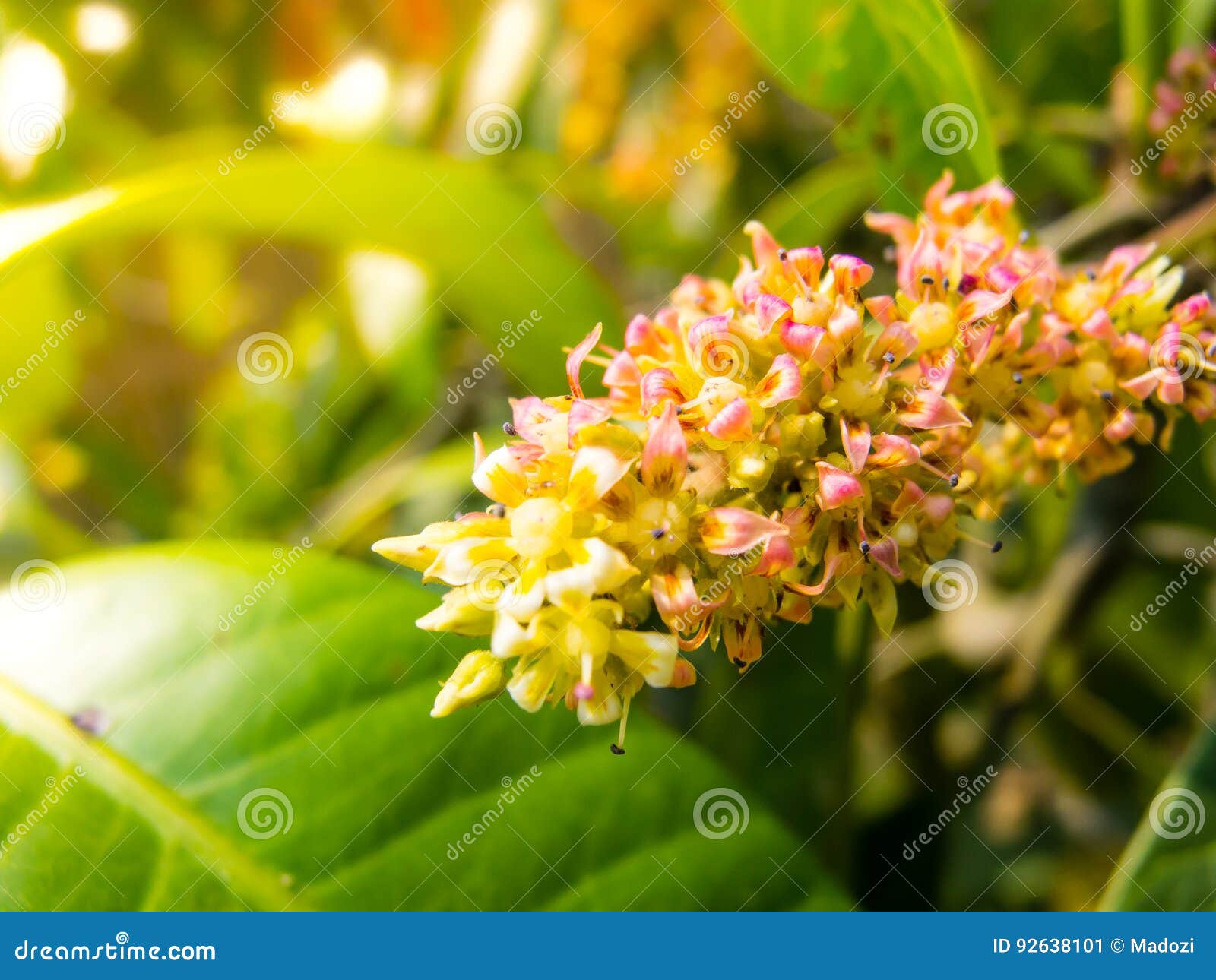 Close Up Of Mangoes On A Mango Tree In Plantation,Green Mangoes On The ... Close Up Of Mangoes On A Mango Tree In Plantation,Green Mangoes On The ...