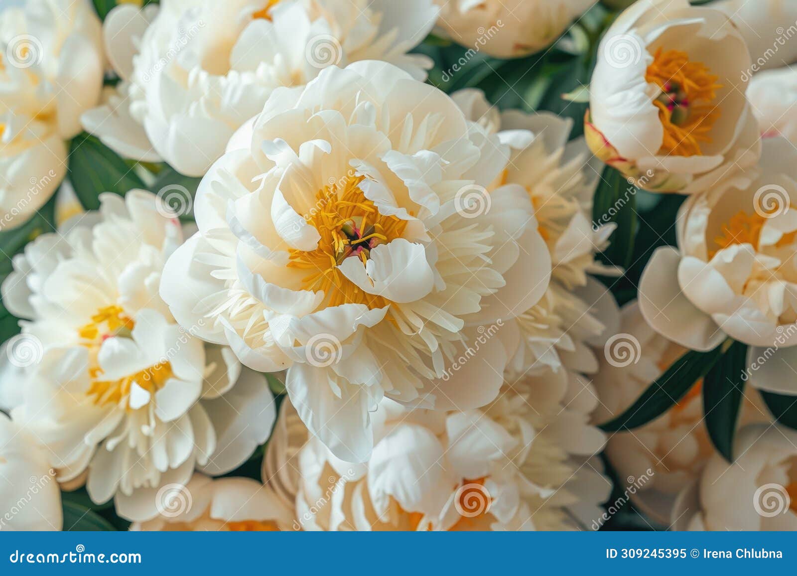 Close-up of Flowers Peonies. White Peonies Close-up Stock Illustration ...