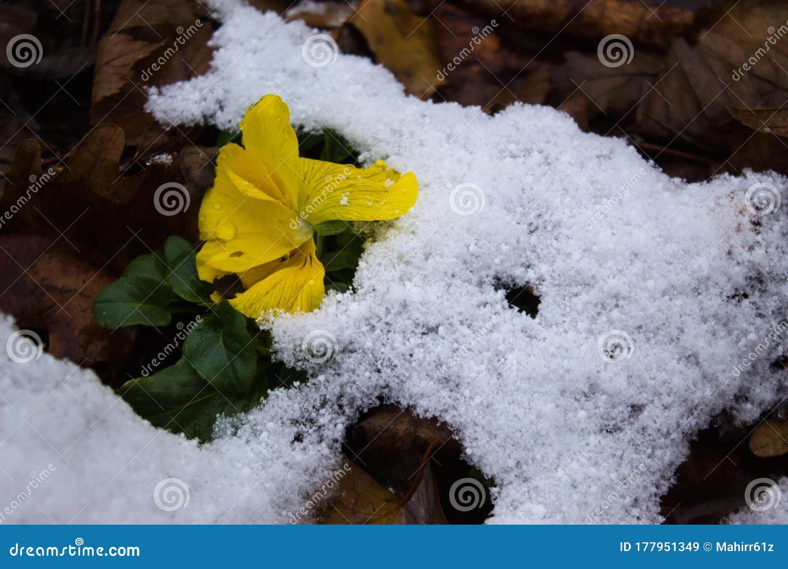 Close Up of Flowers Under the Snow Stock Image - Image of beautiful ...