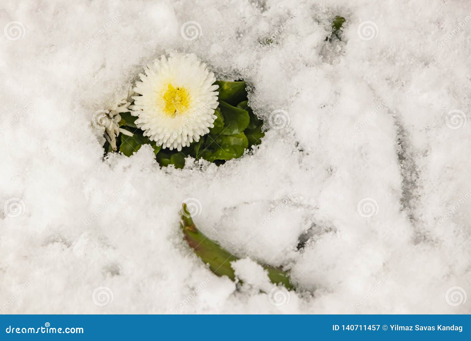 Winter Flowers Under Snow in Nature Stock Image - Image of fresh, flora ...